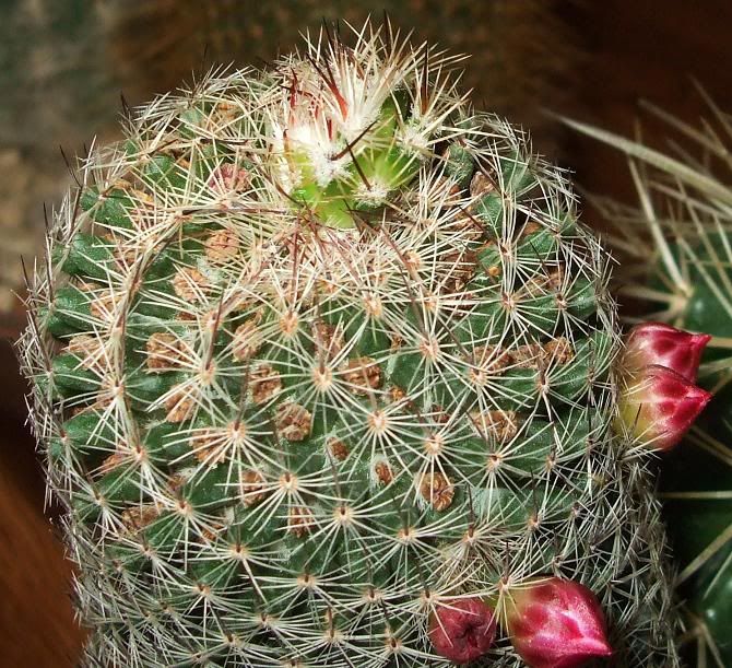 Newest Additions THANKS Hubby... - CactiGuide.com